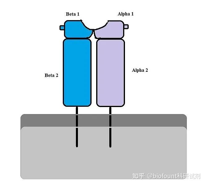 MHC I和II之间的区别 - 知乎