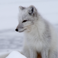 【论文笔记】Neocognitron: A Self-organizing Neural Network Model for a ...