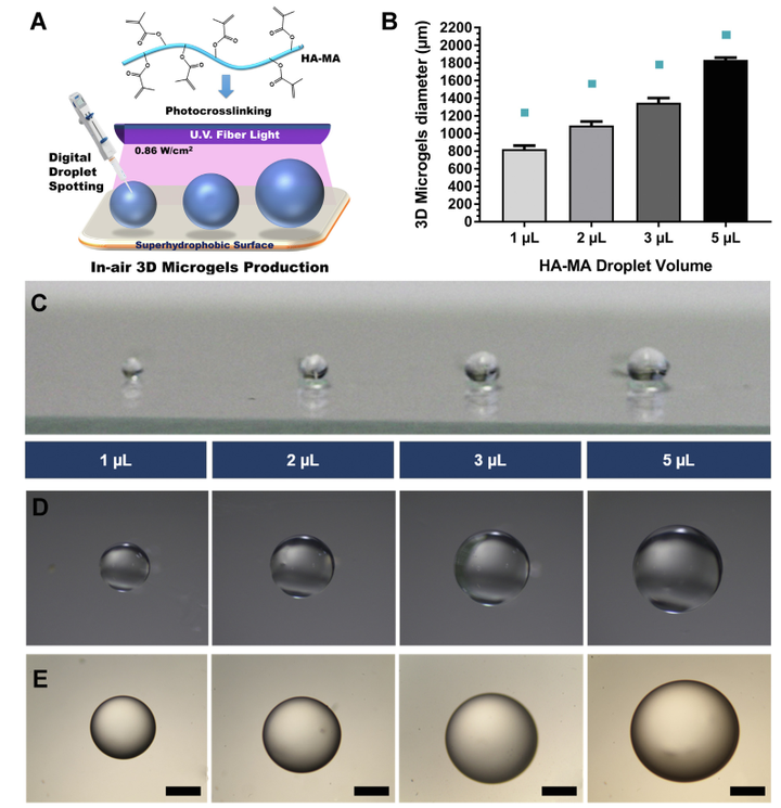 HAMA+GelMA复合凝胶微球三维共培养肿瘤模型用于药物筛选 - 知乎