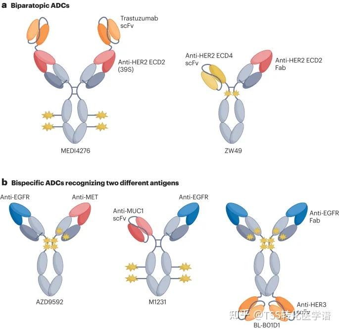 【Nature Reviews Clinical Oncology 】探索下一代抗体-药物偶联物(ADC)综述 - 知乎