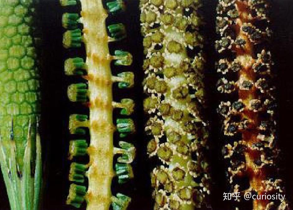 如何判断蕨类植物? - 知乎