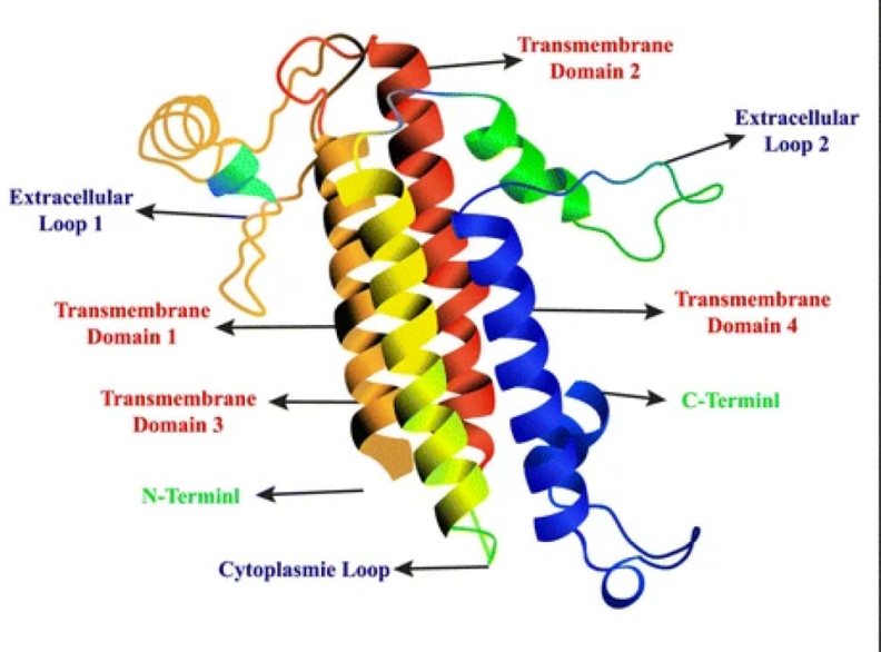 什么是Claudin家族？ - 知乎