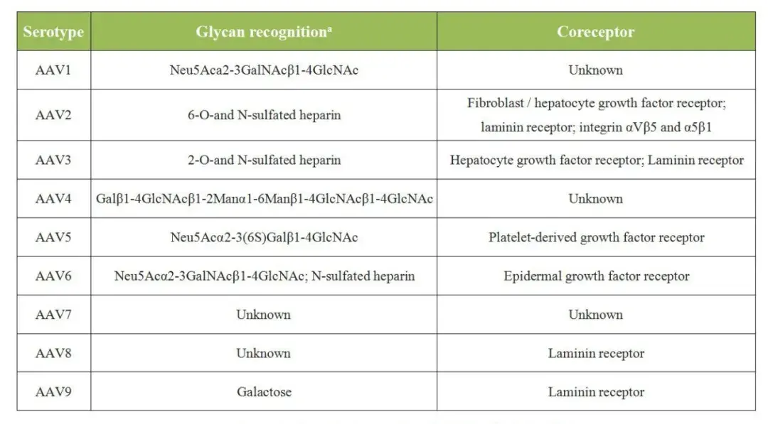 盘点神经研究中常用的AAV血清型 - 知乎