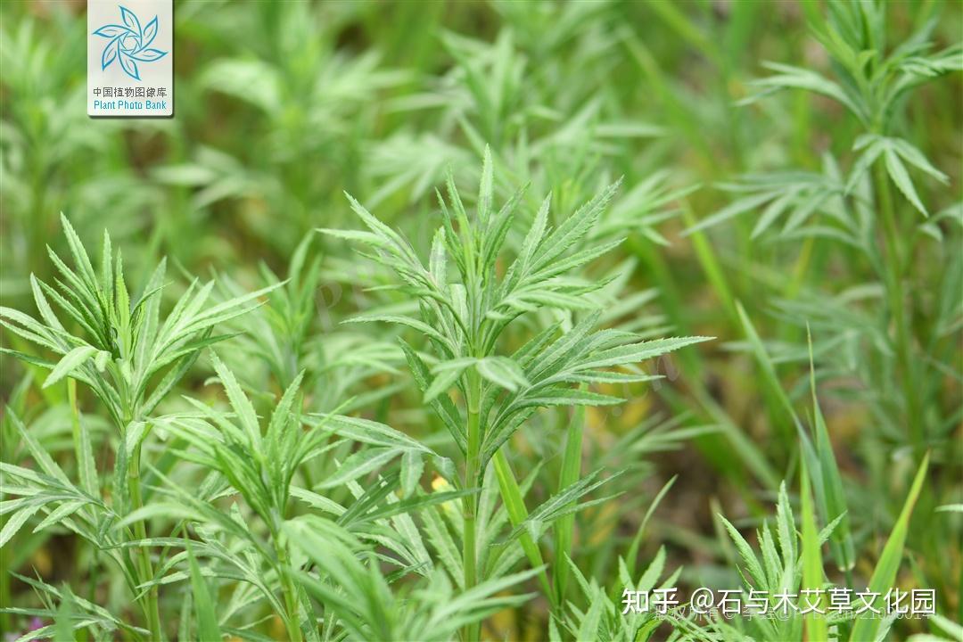 艾草和蒿你是不是傻傻的分不清 - 知乎