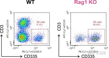 Rag1-KO小鼠 | 联合免疫缺陷模型 - 知乎