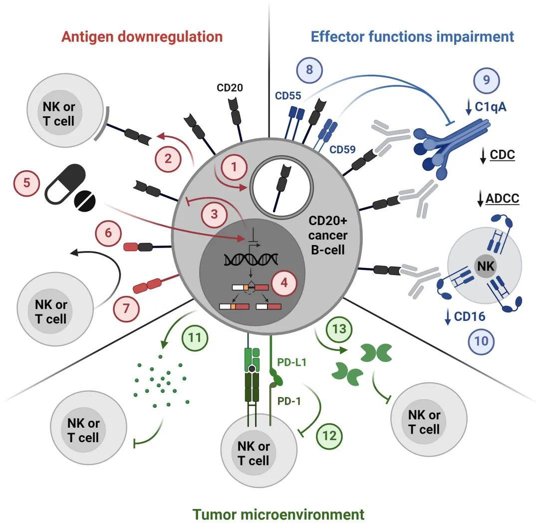 CD20在癌症免疫治疗中的最新应用汇总 - 知乎