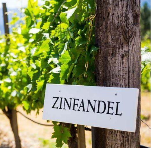 【品种进阶篇】（2）一篇搞懂仙粉黛zinfandel - 知乎