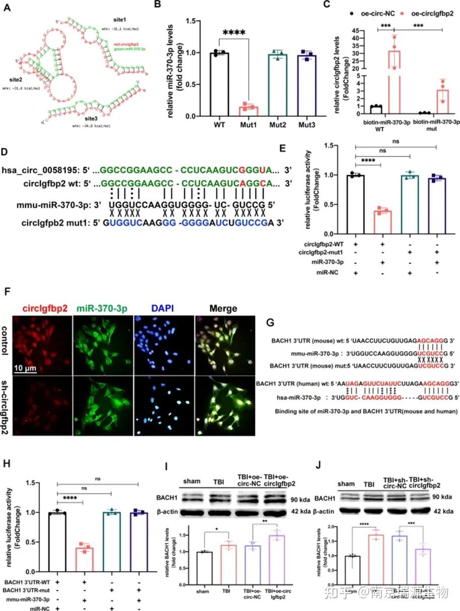 热点推文 | 诺贝尔生理学或医学奖揭秘微小RNA（microRNA）的基因调控原理 - 知乎