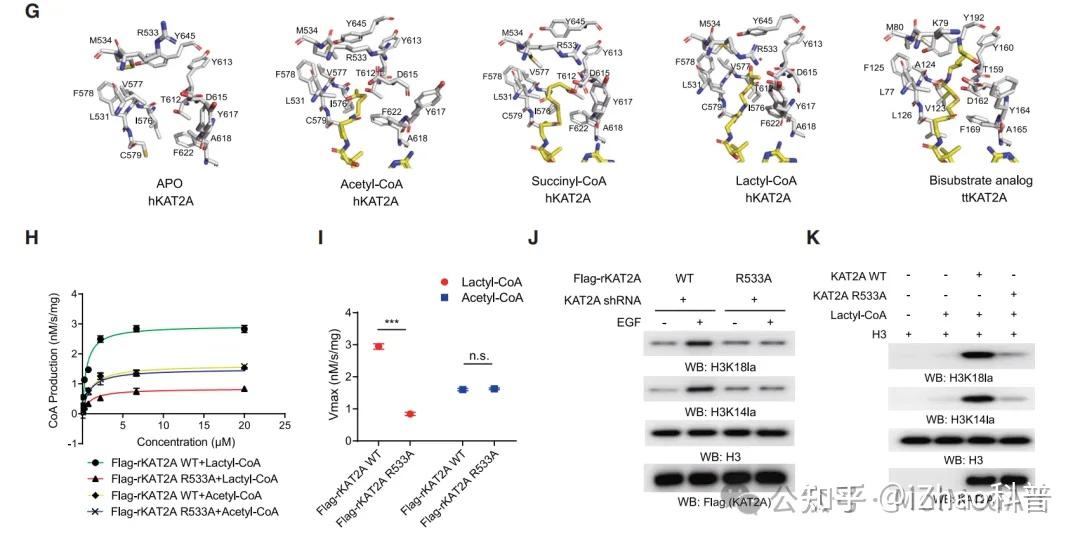 Cell Metab | 浙大发现首个哺乳动物乳酰辅酶A合成酶ACSS2，有望破解乳酰化介导的肿瘤免疫逃逸！ - 知乎