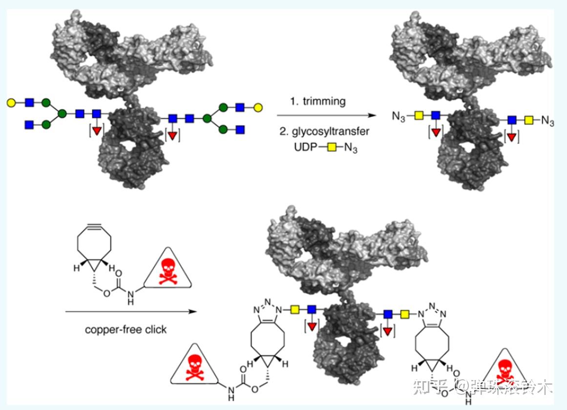 Click chemistry-Synaffix-ADC - 知乎