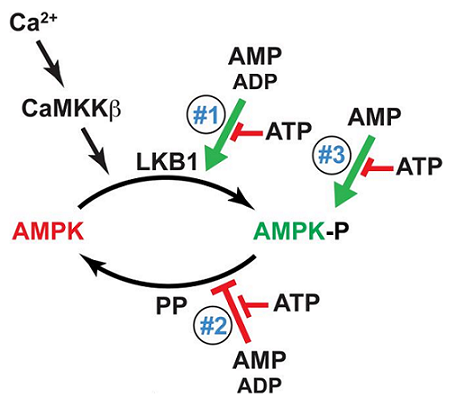 AMPK信号通路（二） - 知乎