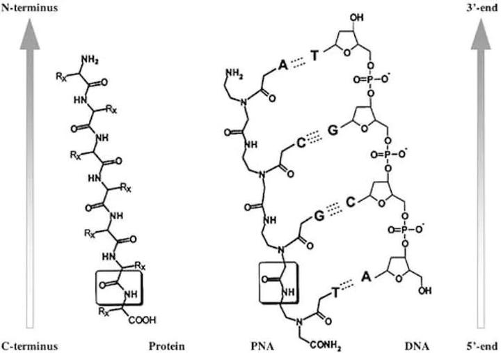 【AmBeed揭秘】PNA：核苷酸的新型替代者 - 知乎