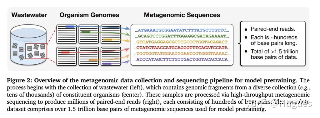METAGENE-1 | 基于Transformer的宏基因组分析模型 - 知乎