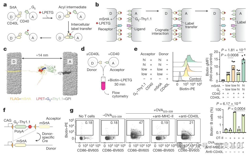 Nature | 洛克菲勒大学开发新方法，定量记录体内免疫细胞间的物理相互作用 - 知乎