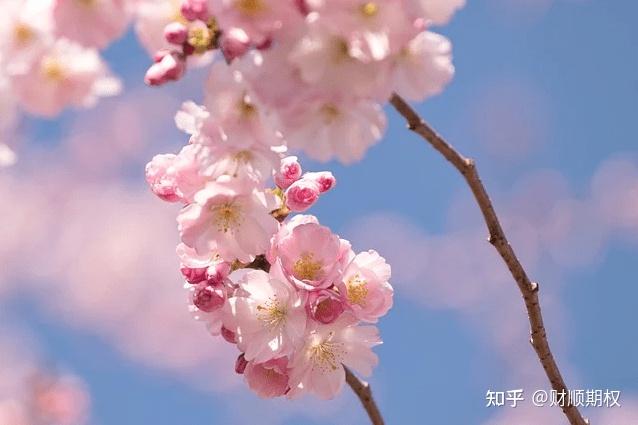 股民可以购买沪深300etf期权吗？ - 知乎