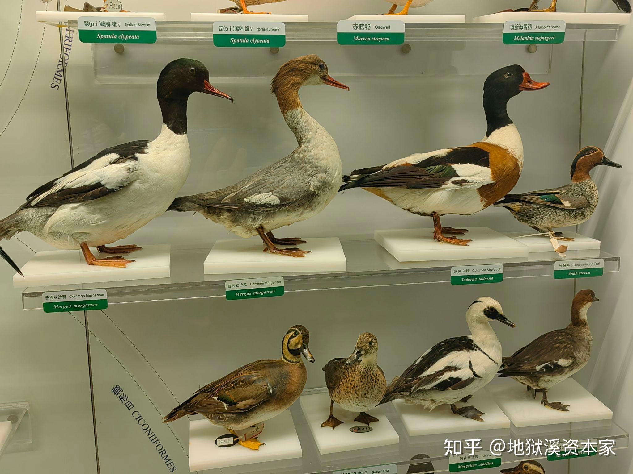 请问鸡和鸟是什么关系？ - 知乎