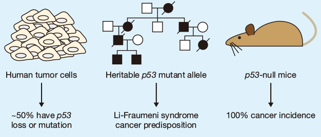 p53就像一把“瑞士军刀”，涉及多种信号通路 - 知乎