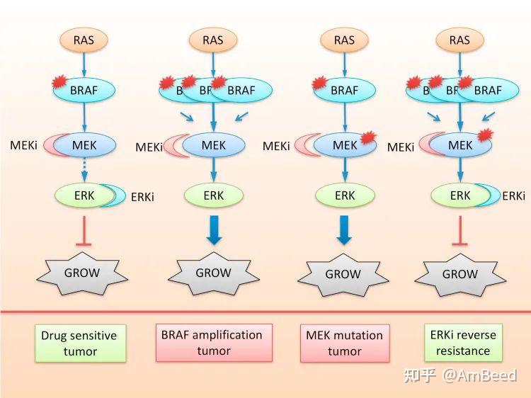【AmBeed解读】ERK的作用机制及相关抑制剂 - 知乎