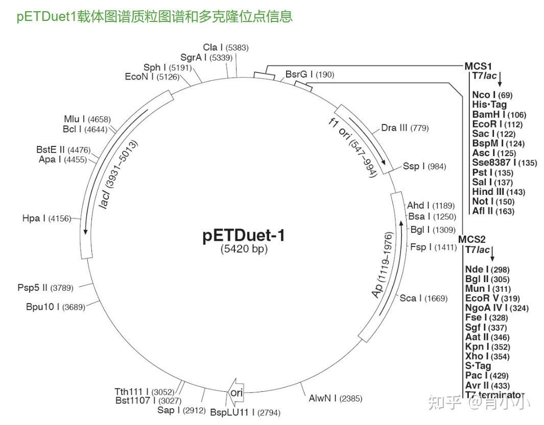 如何使用一个质粒载体同时表达两个基因？ - 知乎