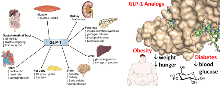 （二）GLP-1引领T2DM及肥胖症用药变革 - 知乎