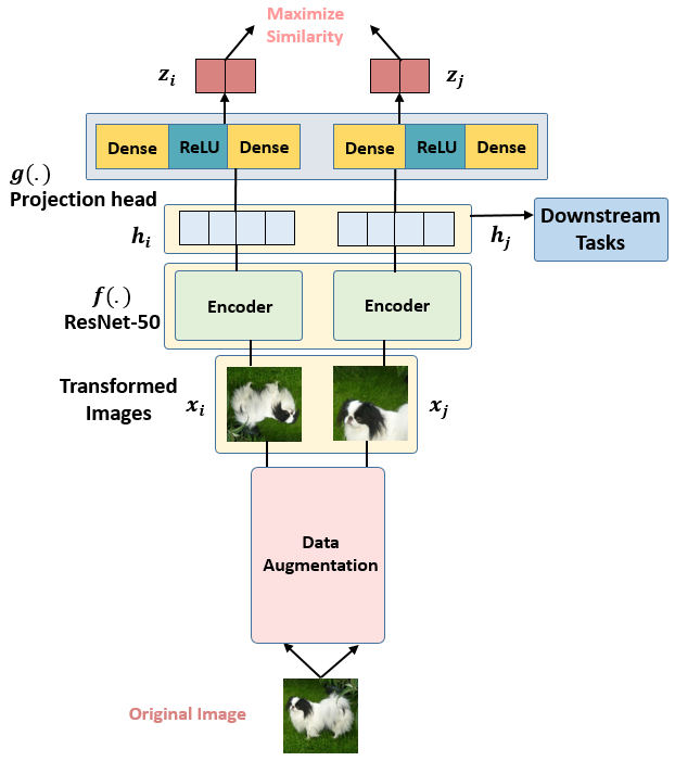 Self-Supervised Learning 超详细解读 (二)：SimCLR系列 - 知乎