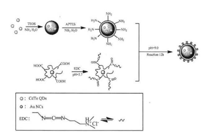 硫化镉量子点QDs-diol-MPBA-AuNPs修饰纳米金/蛋白 - 知乎