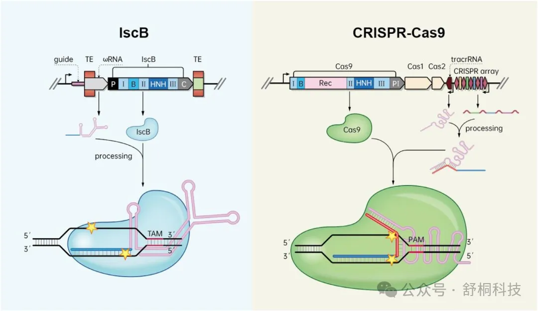 基因编辑新工具：IscB蛋白——探索生命奥秘的小型化利器 - 知乎