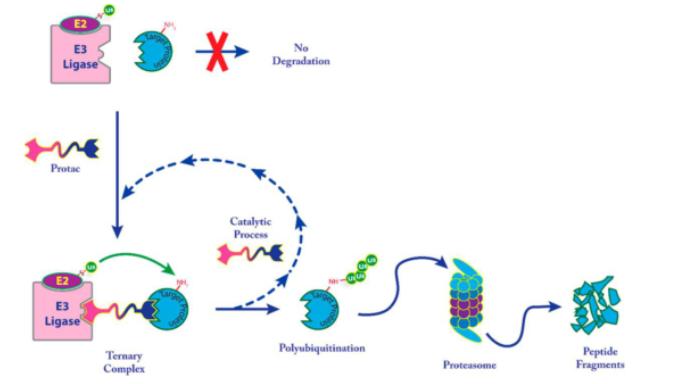 CAS112-35-6 M-PEG3-OH 三乙二醇甲醚 PROTAC靶蛋白水解技术分享 - 知乎