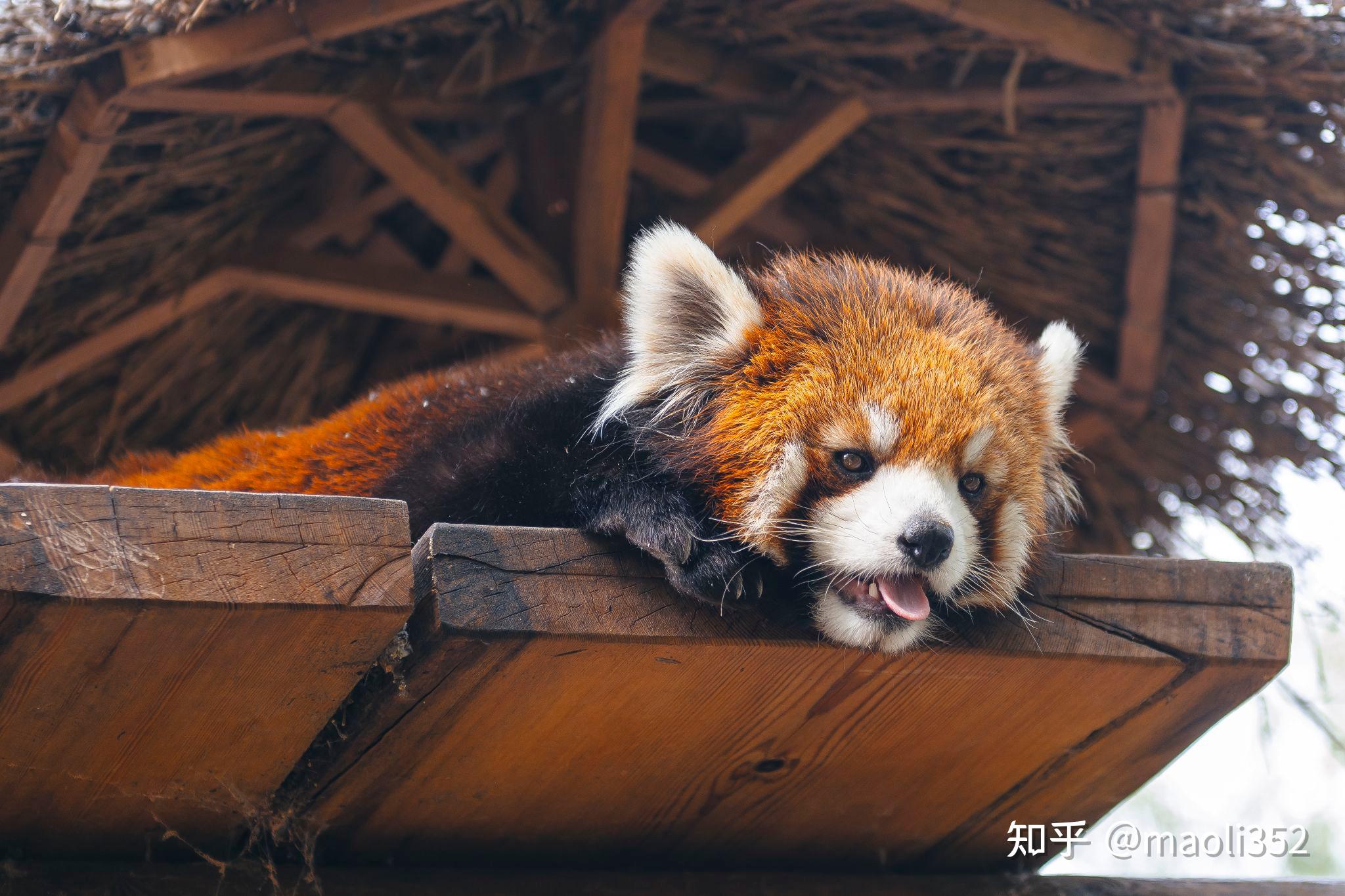 2024年，尼康Z63和尼康Z72应该如何选择？ - 知乎