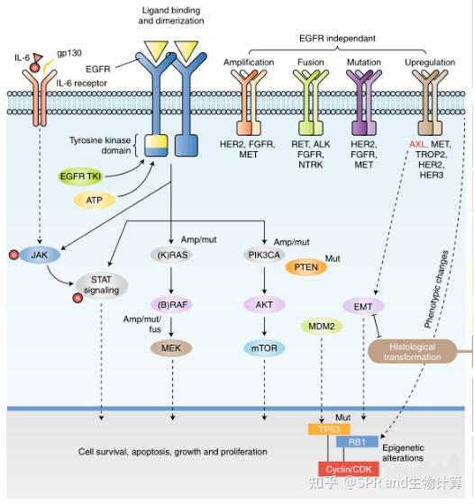 EGFR的结构及生物学功能介绍 - 知乎