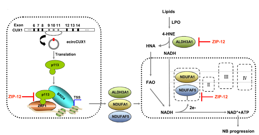 CUX1环状RNA编码的p113异构体通过促进ZRF1/BRD4的转导激活来驱动肿瘤的进展 - 知乎