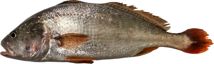 唯一一种国一海鱼，几乎被吃没了，吃的还不是它的肉？ - 知乎