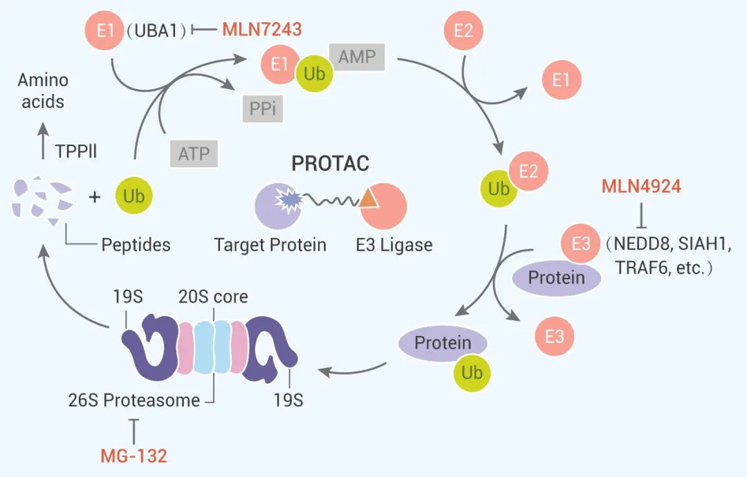 文献阅读-1：Exploiting effector-host interactions using TurboID-based ...