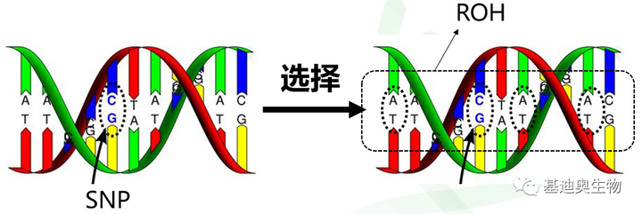 更精准的近交评估分析策略—ROH介绍及应用 - 知乎