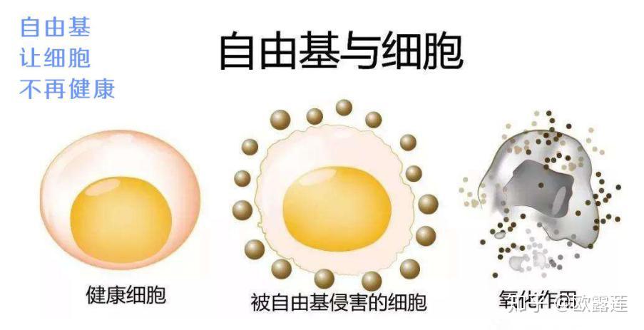 胶原蛋白与羟脯氨酸HYP，你必须知道的抗衰硬知识 - 知乎