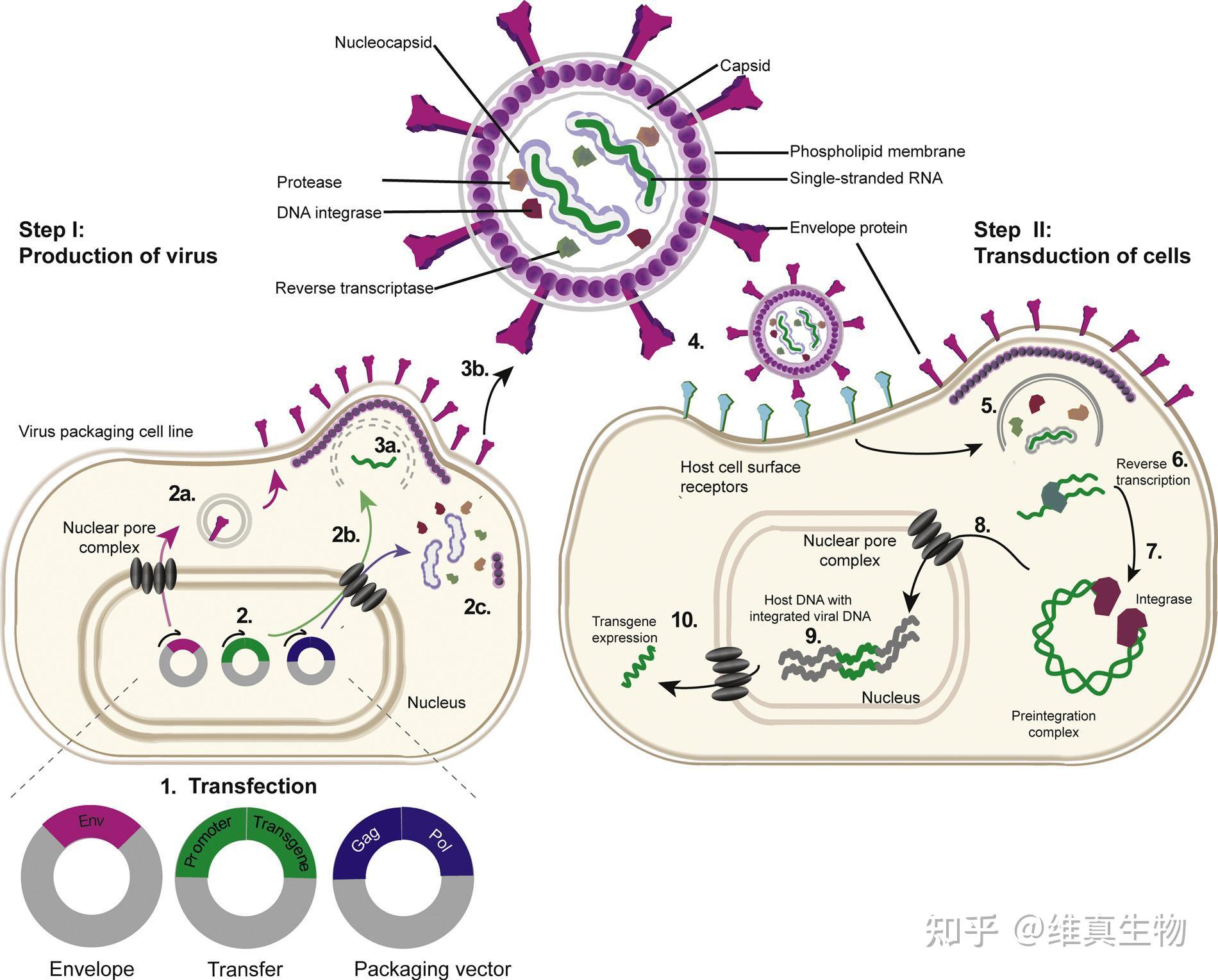 AAV、慢病毒、ADV 挑花眼，不同场景病毒载体如何选择？ - 知乎