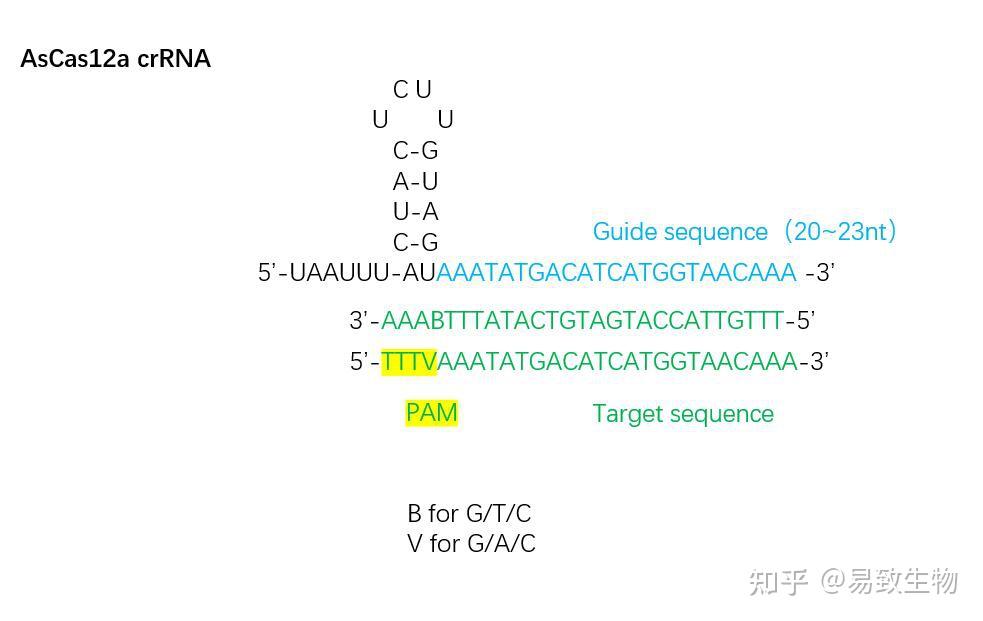 Cas12a, Cas12b,Cas12f1 sgRNA/crRNA 结构序列 - 知乎