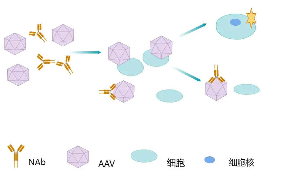 AAV、慢病毒、ADV 挑花眼，不同场景病毒载体如何选择？ - 知乎