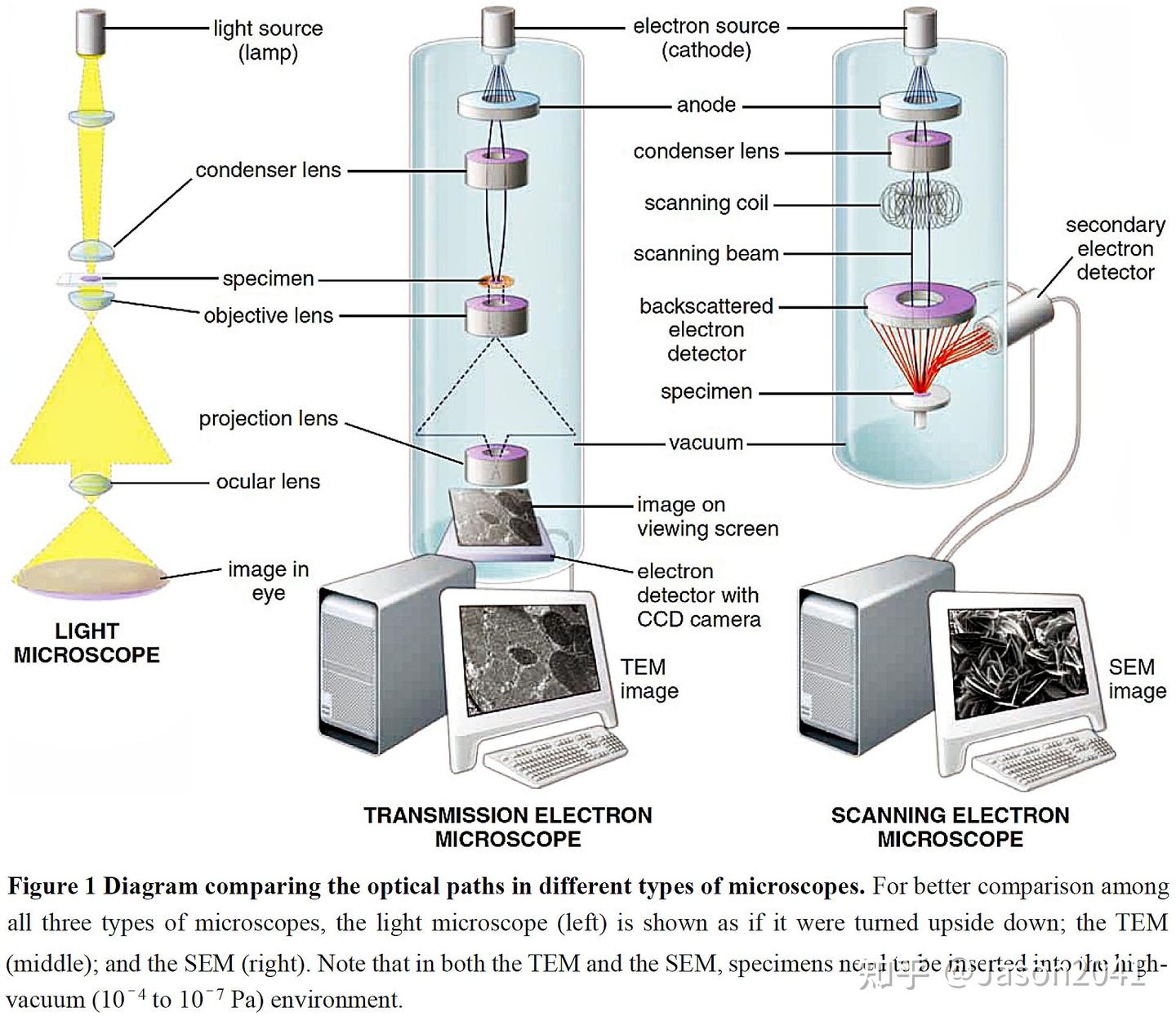 The Basic Principles and Applications of Transmission Electron ...