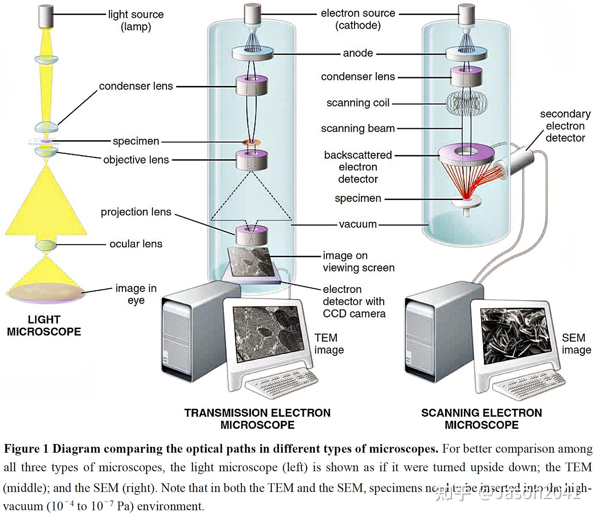 The Basic Principles and Applications of Transmission Electron ...