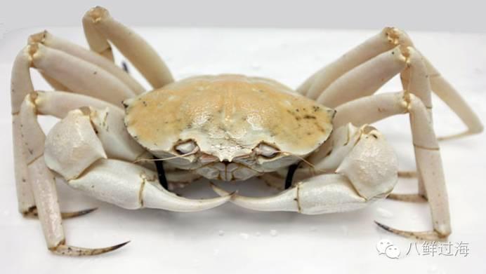 寻味澳大利亚：除了知名的澳龙、鲍鱼，还有水晶蟹、金枪鱼和生蚝！ - 知乎