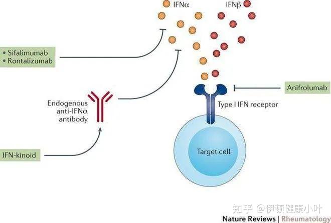 红斑狼疮新靶点药物Anifrolumab的底细！ - 知乎