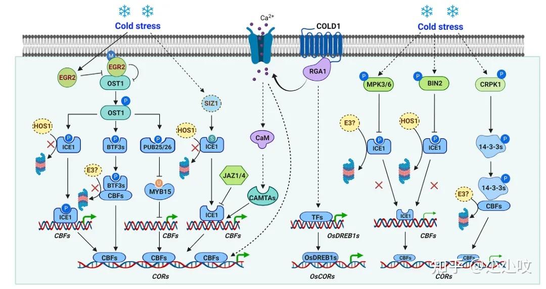 JIPB 发表新成果揭示被子植物CBF/DREB1转录因子及其调控网络的起源和进化历程 - 知乎