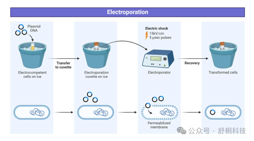 微生物改造 | 细菌遗传转化方法介绍 - 知乎