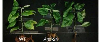 【NAT PLANTS】PtomtAPX是毛白杨次生壁形成初期的一种重要自主木质化过氧化物酶 - 知乎