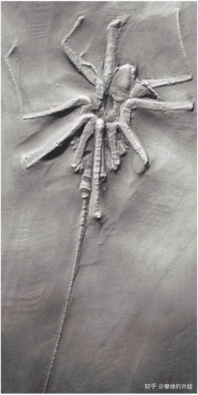 【地球演义】寒武纪的余烬：节肢动物篇 - 知乎