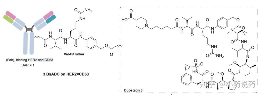 双抗ADC：1+1>2 - 知乎