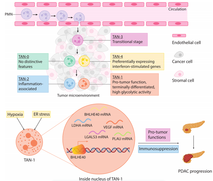 从生信角度解读：单细胞RNA-seq分析揭示了胰腺肿瘤微环境中BHLHE40驱动具有过度活化的糖酵解特征的促肿瘤中性粒细胞 - 知乎