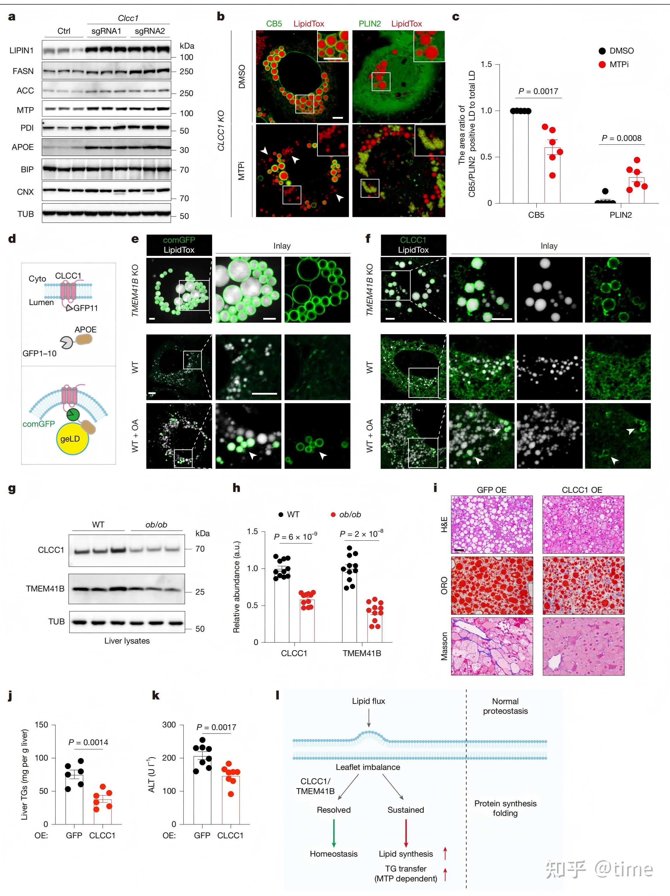 文献分享 | Nature：CLCC1 调控内质网双层膜平衡以维持脂质稳态 - 知乎