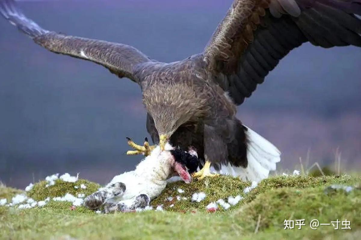 号称猛禽之王的金雕，有啥特别之处？空中击杀天鹅，地面捕食野狼 - 知乎
